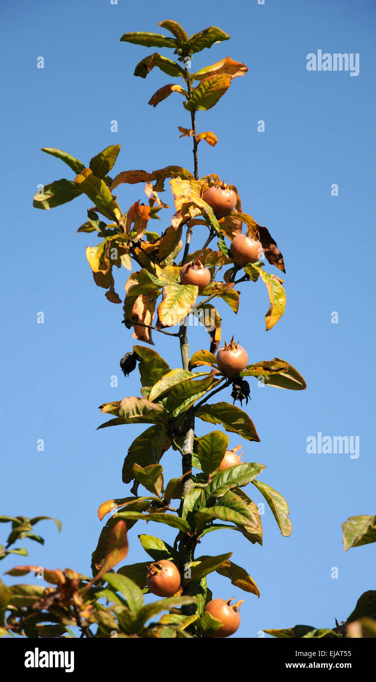 Indian medlar hi-res stock photography and images - Alamy