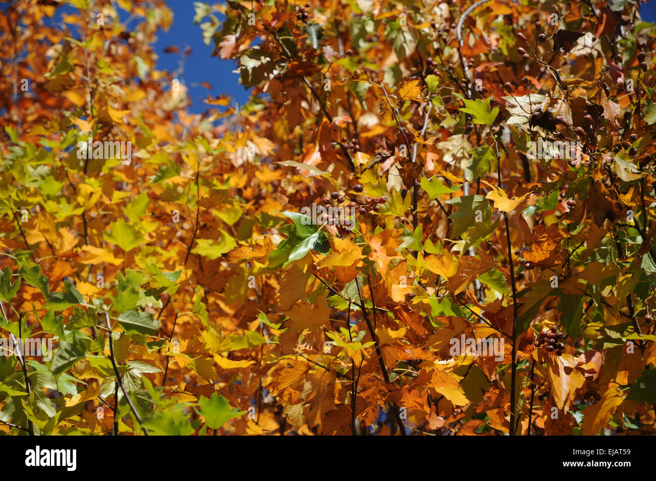 Wild service tree Stock Photo - Alamy