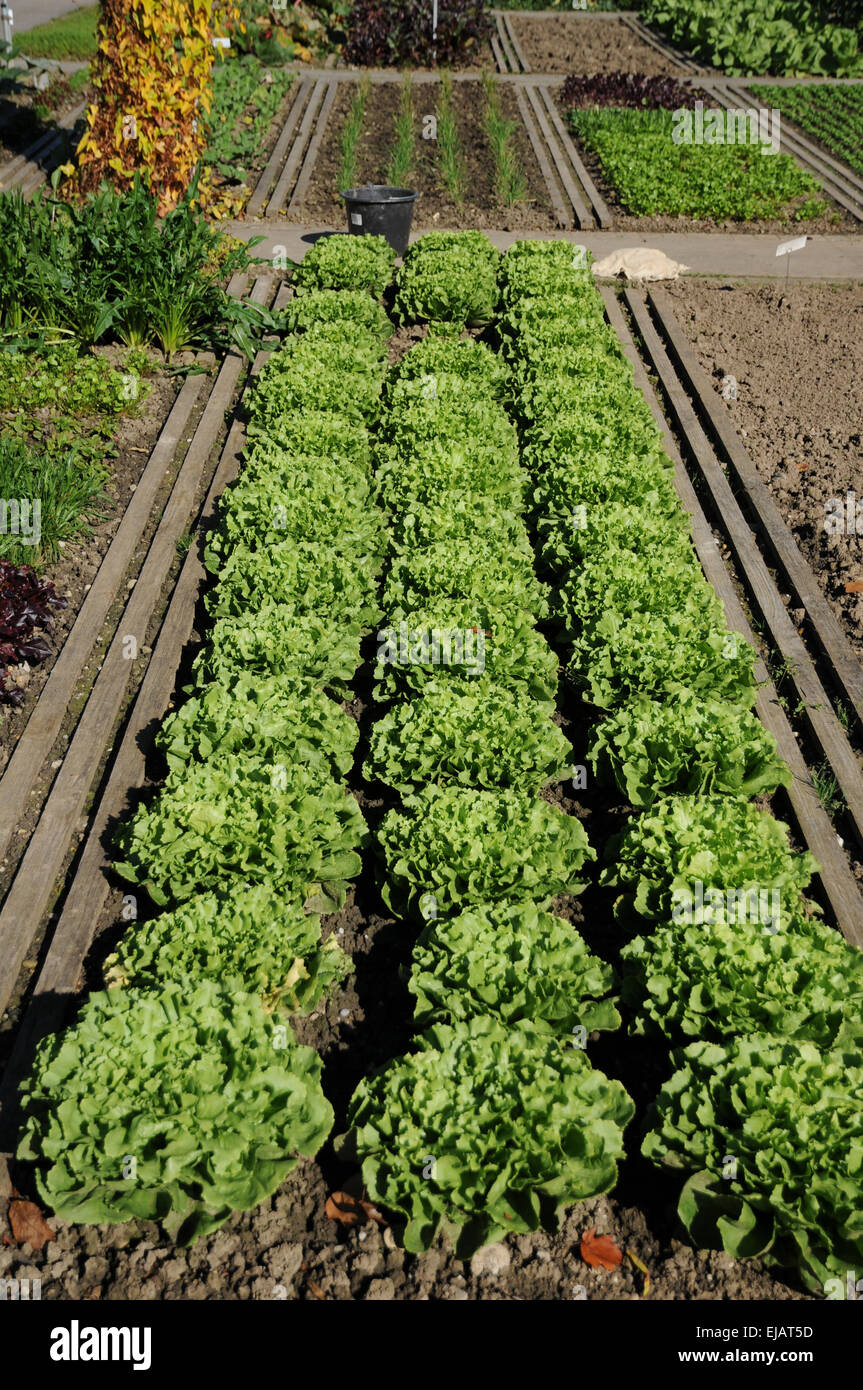 Salat salad endivien endive hi-res stock photography and images - Alamy