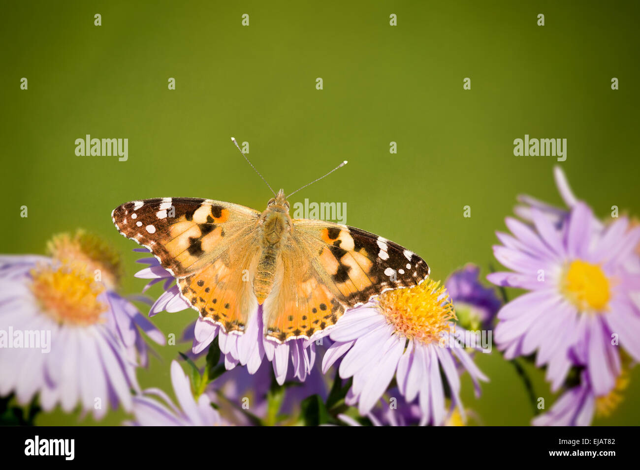 butterfly Vanessa cardui Stock Photo - Alamy