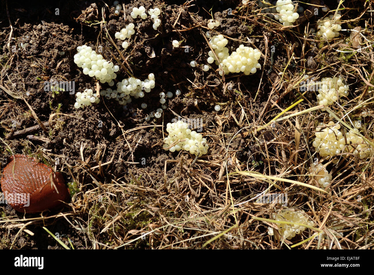 Slug with eggs Stock Photo - Alamy