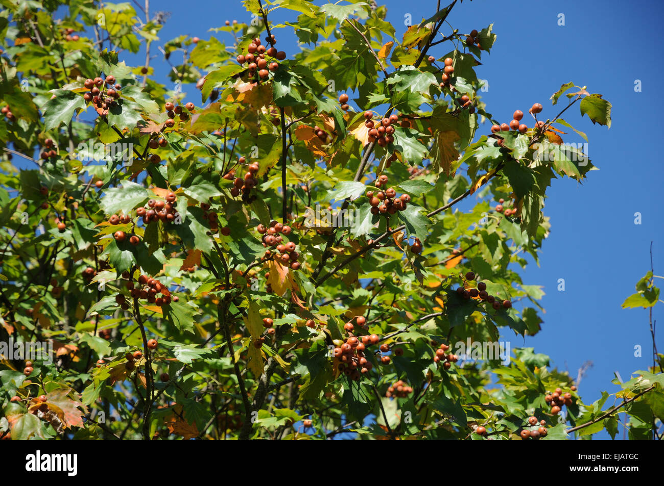 Wild service tree Stock Photo - Alamy
