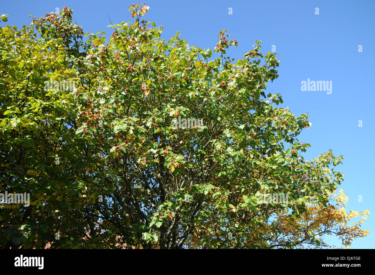 Wild service tree Stock Photo - Alamy