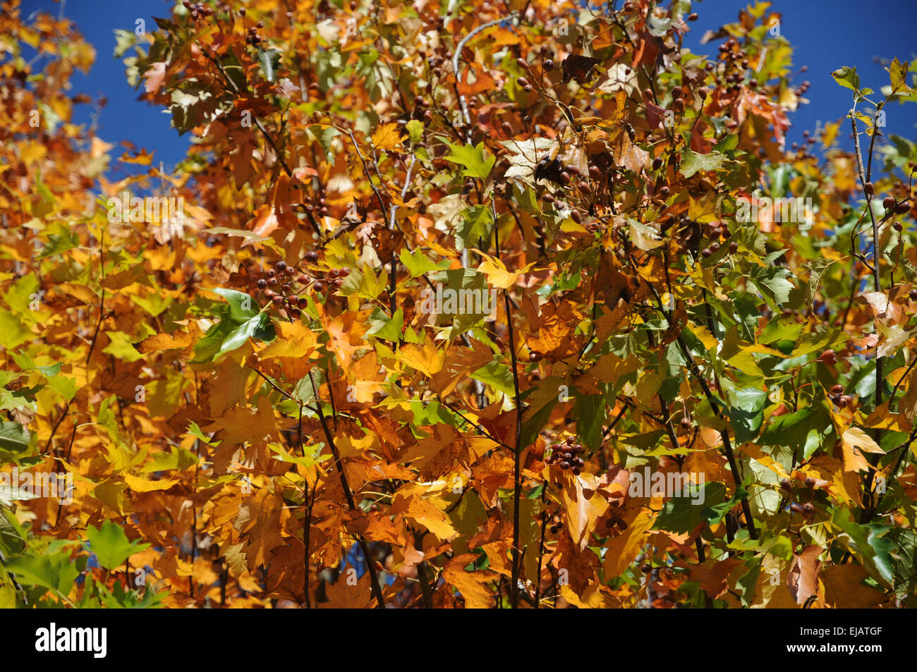 Wild service tree Stock Photo - Alamy