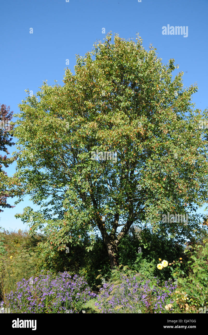 Wild service tree Stock Photo - Alamy