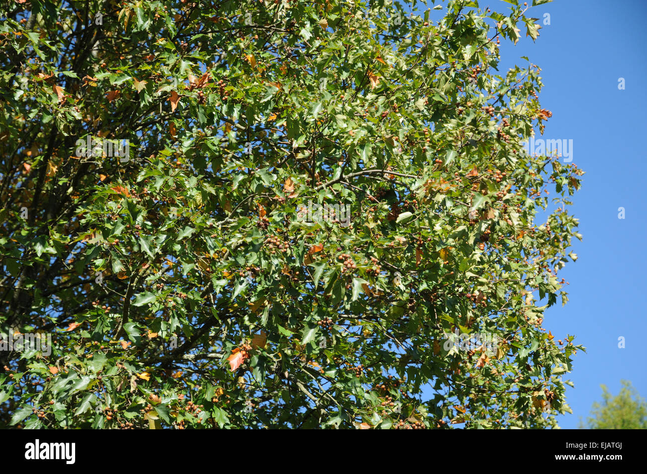 Wild service tree Stock Photo - Alamy