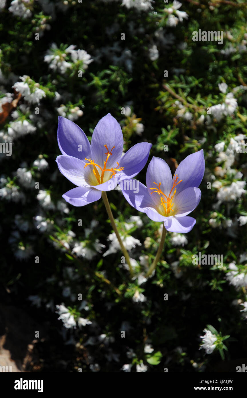 Crocus speciosus bulbs hi-res stock photography and images - Alamy