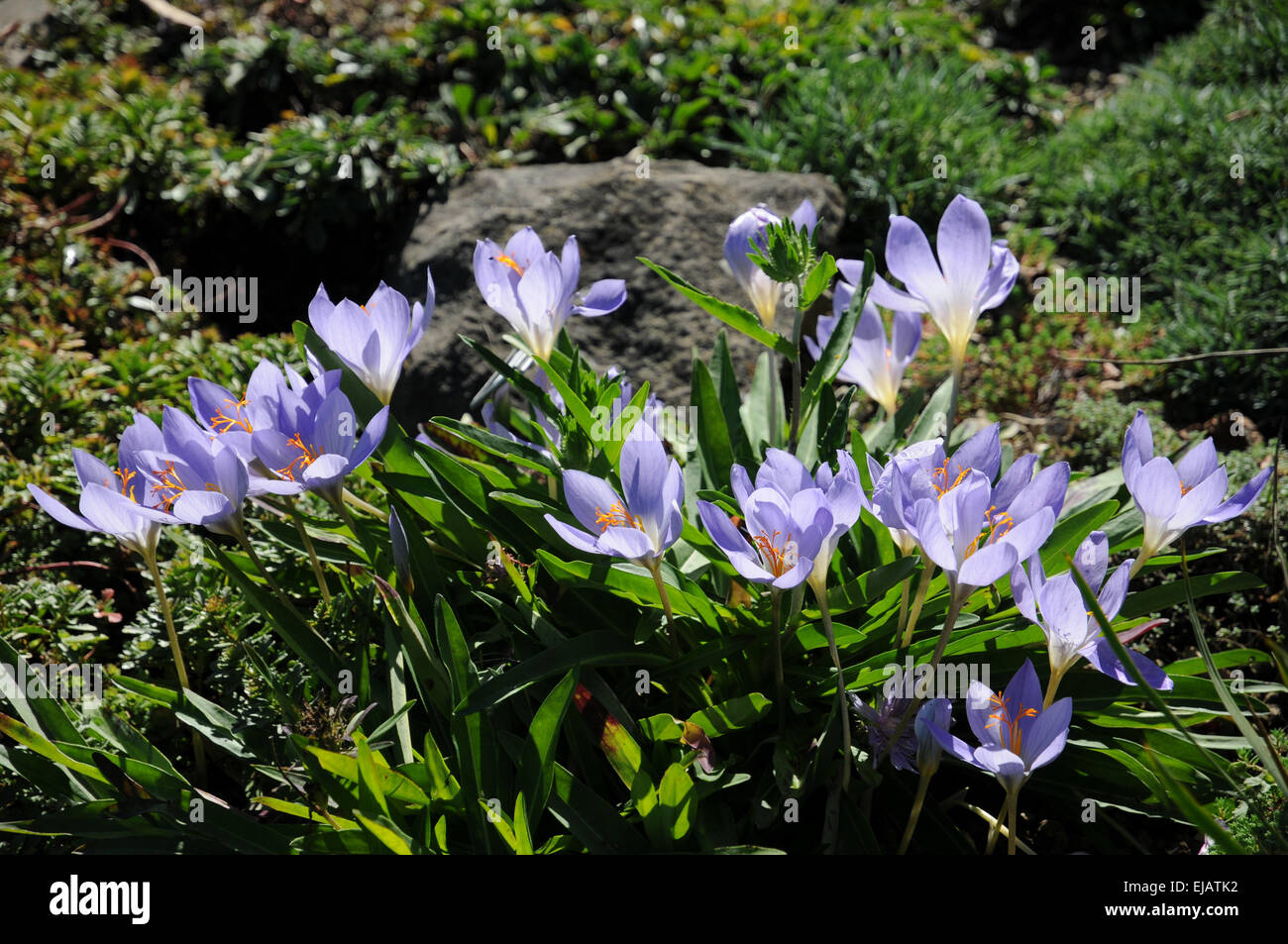 Crocus speciosus bulb hi-res stock photography and images - Alamy