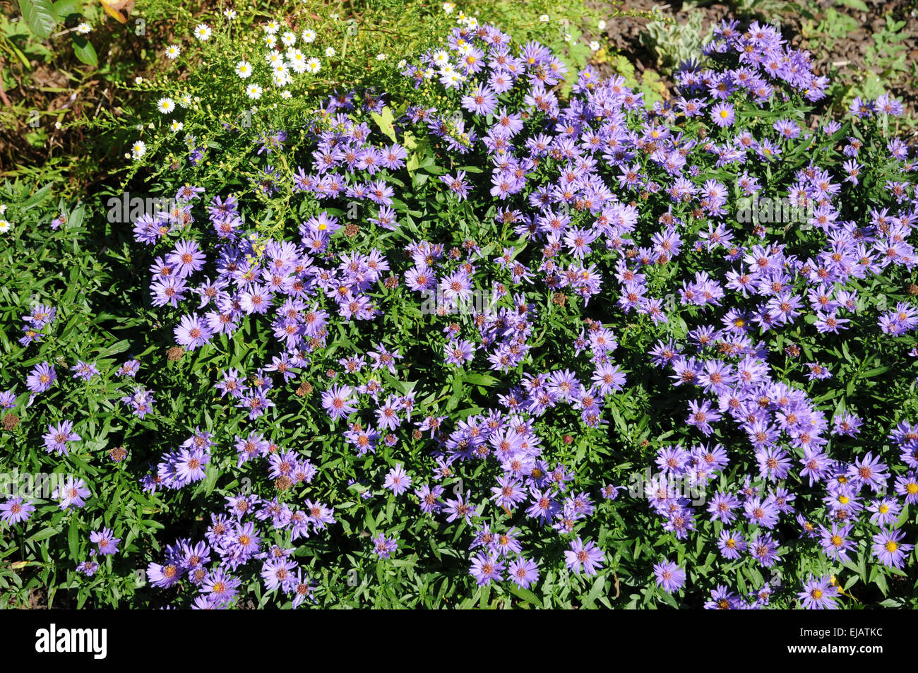 Kissenastern hi-res stock photography and images - Alamy