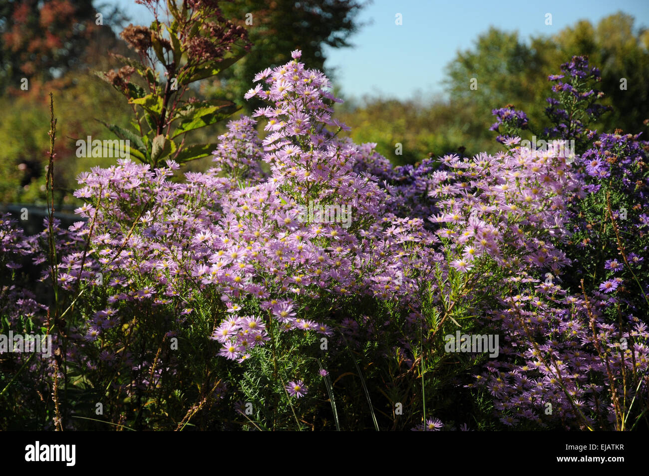 Aster Universum Group Pink Star Stock Photo - Alamy