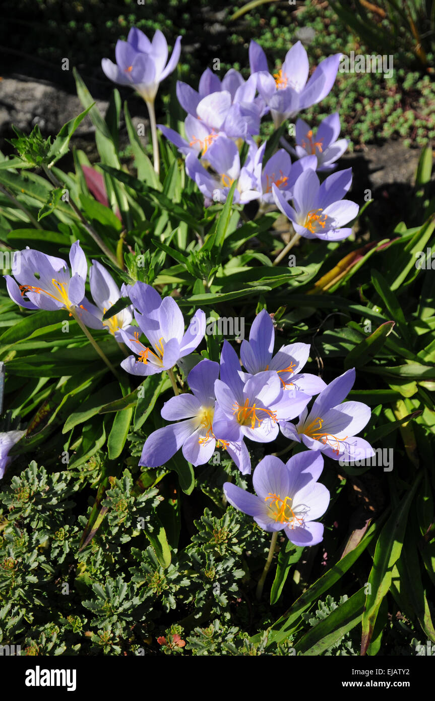 Crocus speciosus hi-res stock photography and images - Alamy