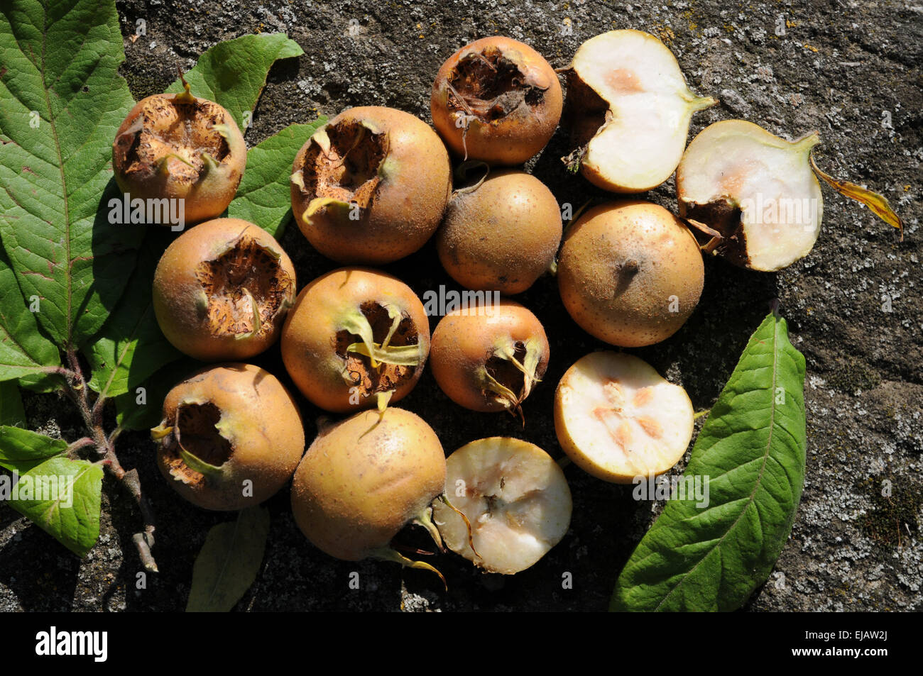 Medlartree hi-res stock photography and images - Alamy