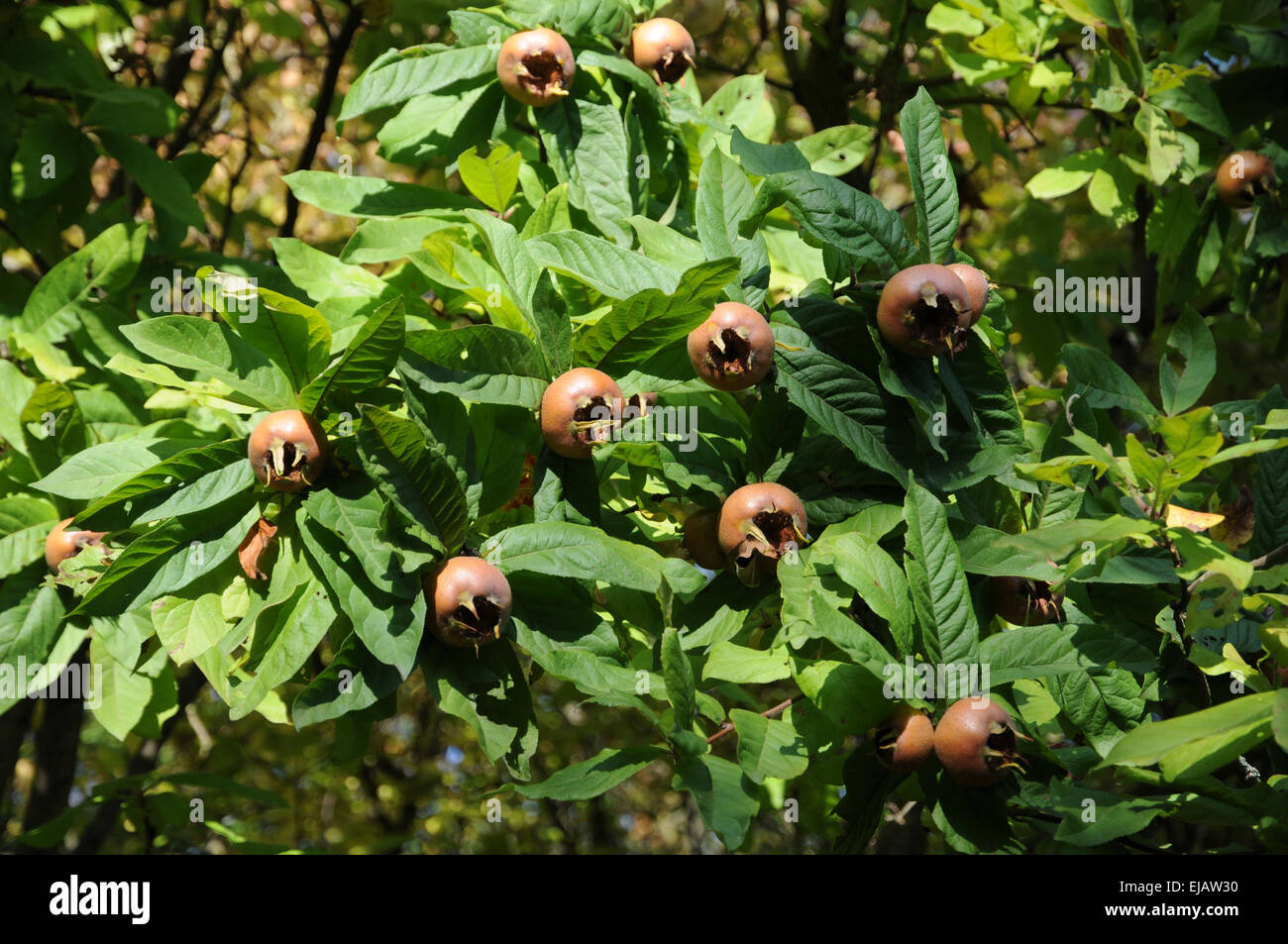 Medlartree hi-res stock photography and images - Alamy