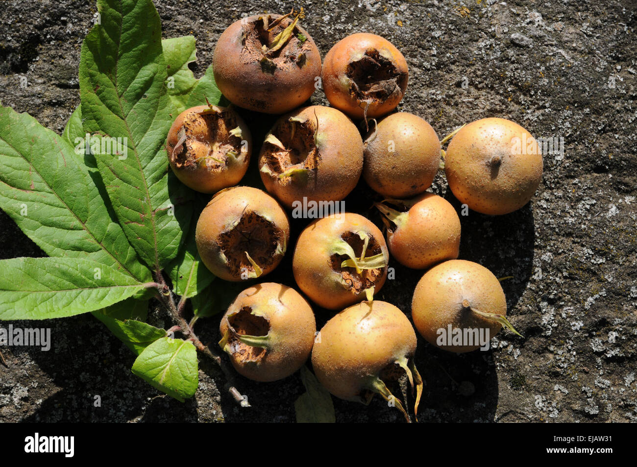 Medlartree hi-res stock photography and images - Alamy