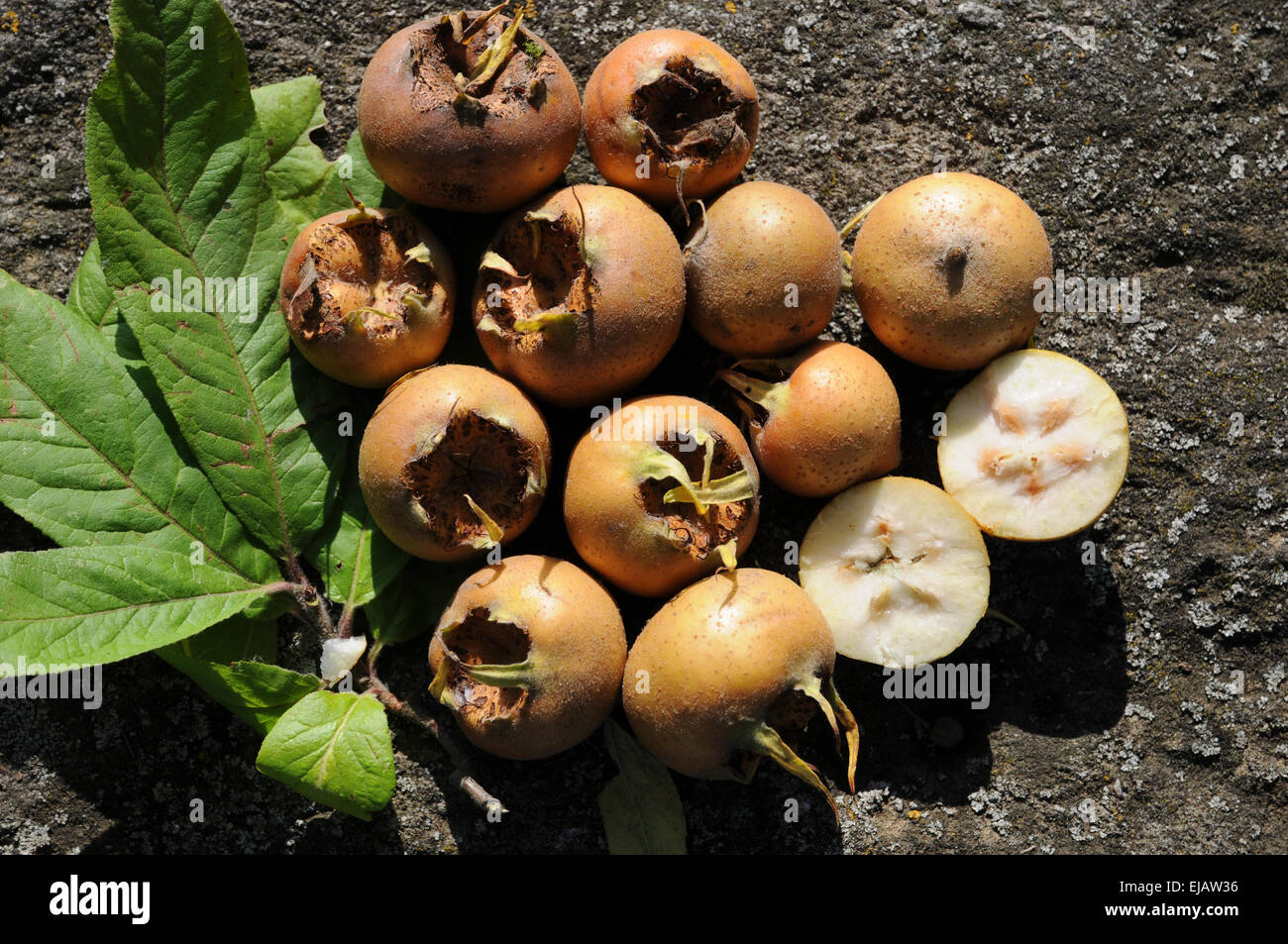 Medlartree hi-res stock photography and images - Alamy