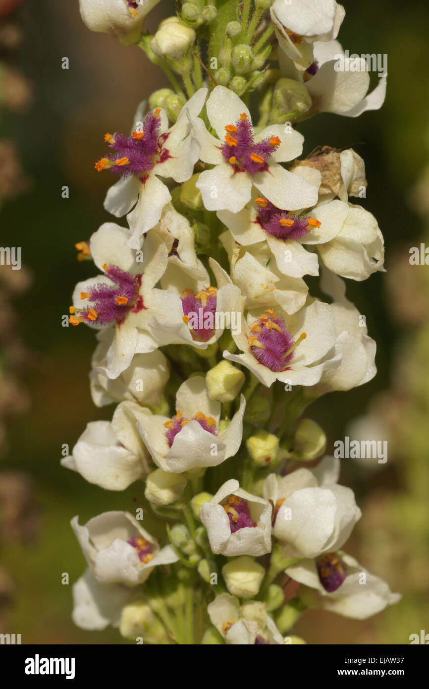 Black mulleins hi-res stock photography and images - Alamy