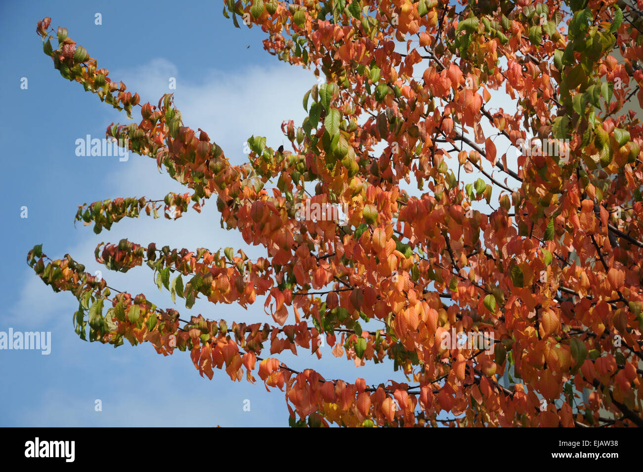 Sweet cherry tree Stock Photo - Alamy