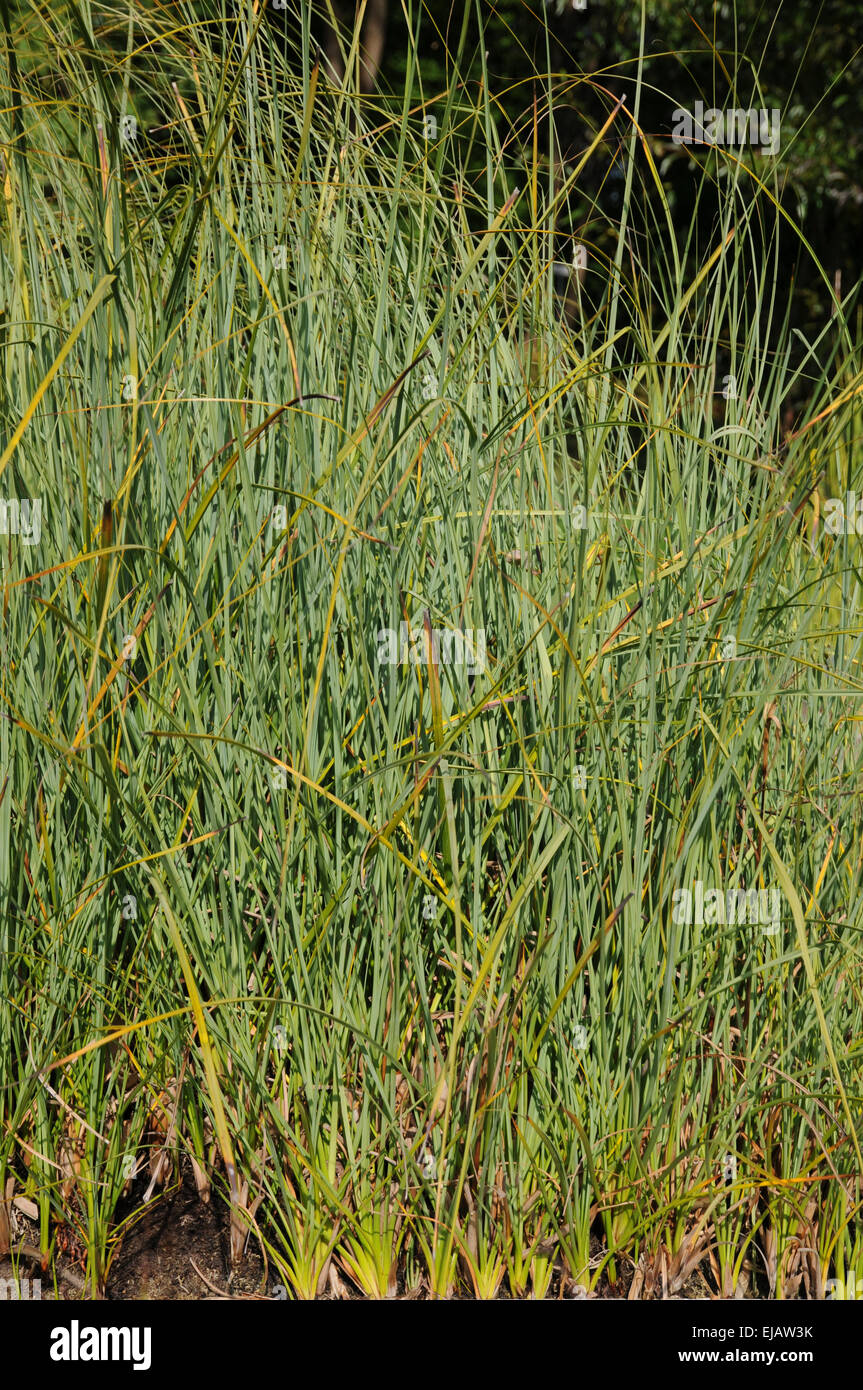 Twin sedge hi-res stock photography and images - Alamy