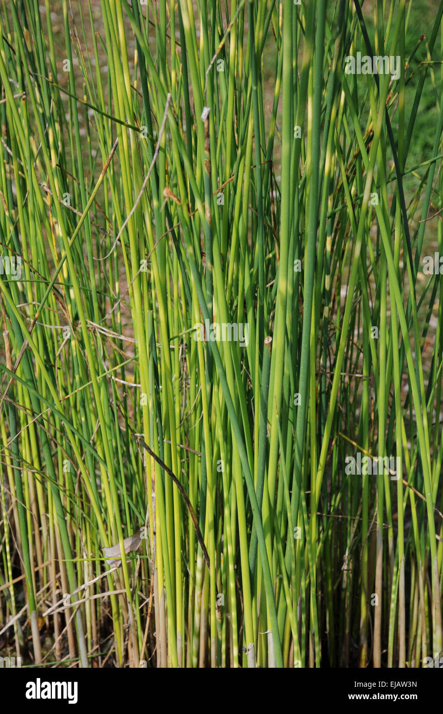 Zebra rush plant hi-res stock photography and images - Alamy