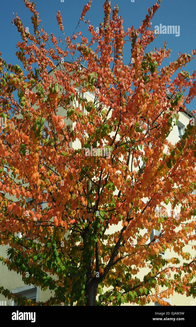 Sweet cherry tree Stock Photo - Alamy