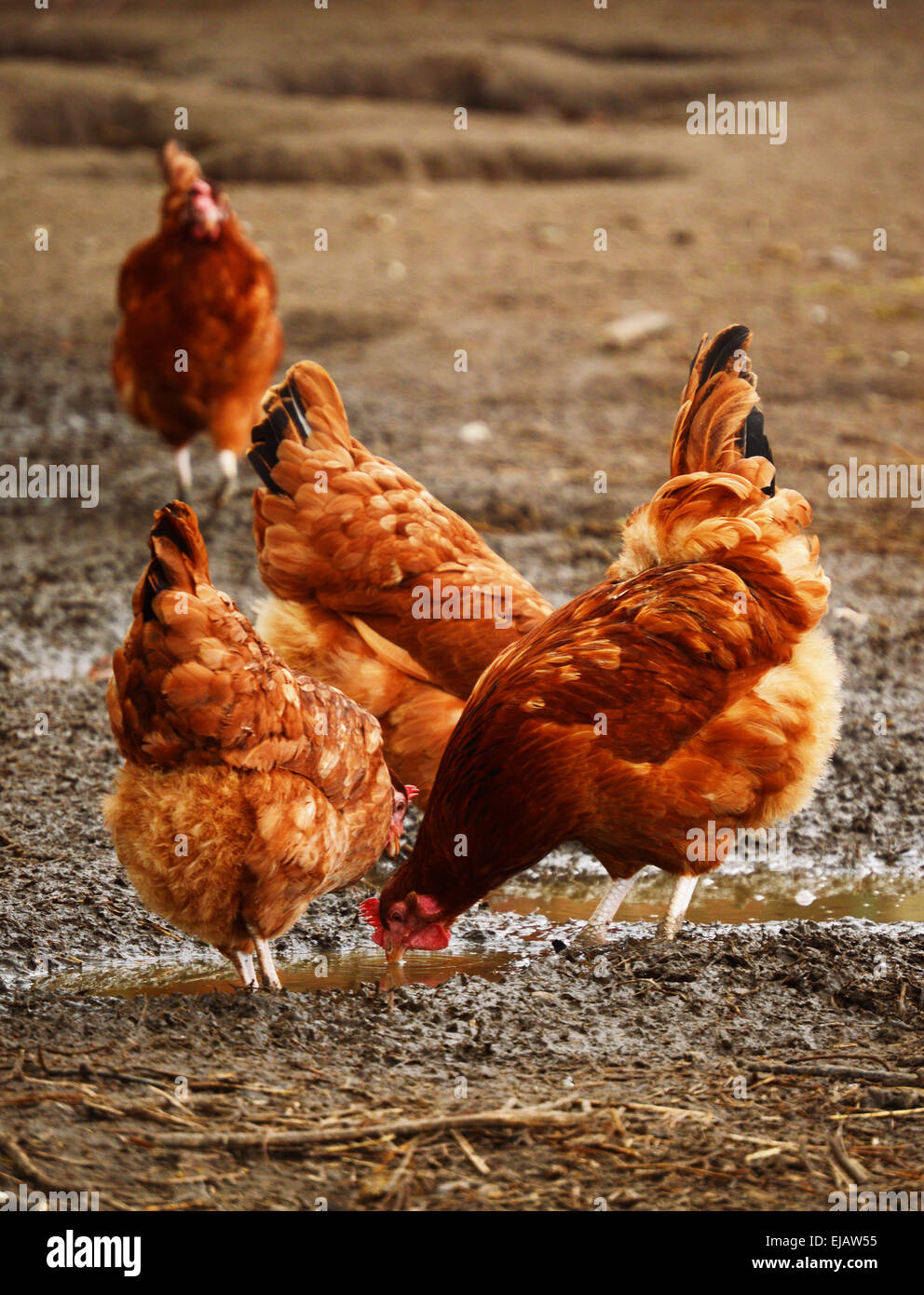 Traditional free range poultry farming Stock Photo - Alamy