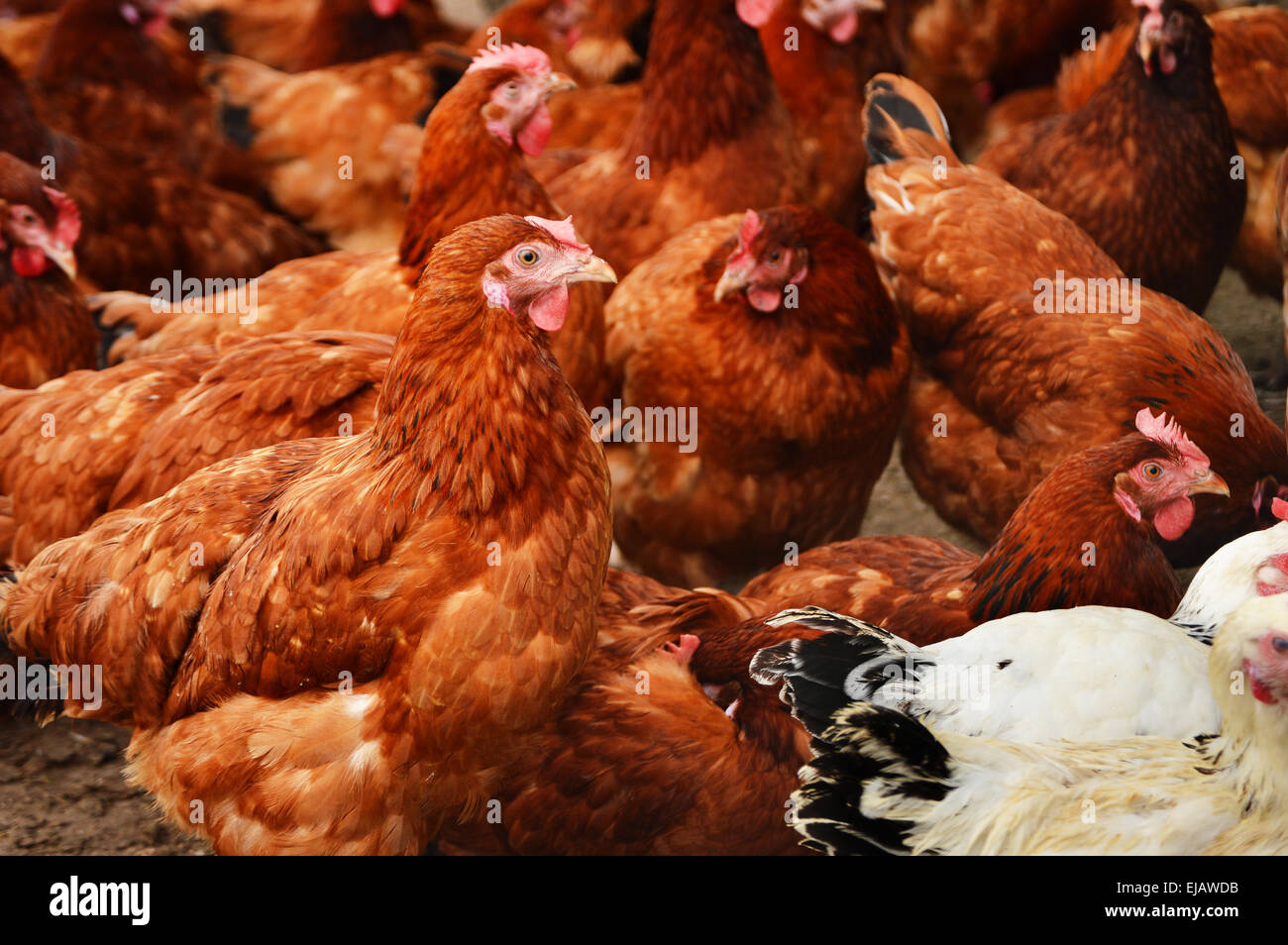 Traditional free range poultry farming Stock Photo - Alamy
