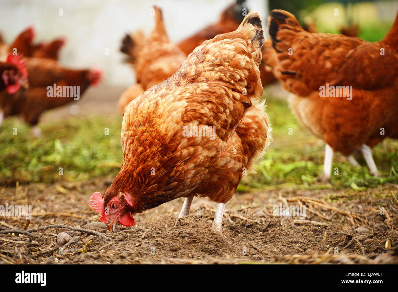 Traditional free range poultry farming Stock Photo - Alamy
