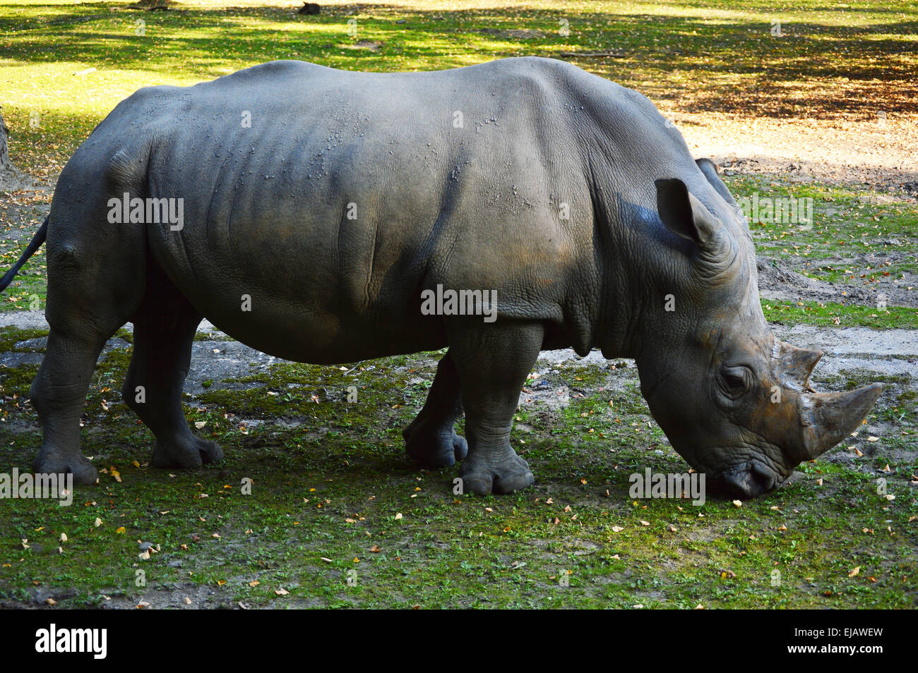 Rhinoceros in natural environment Stock Photo - Alamy