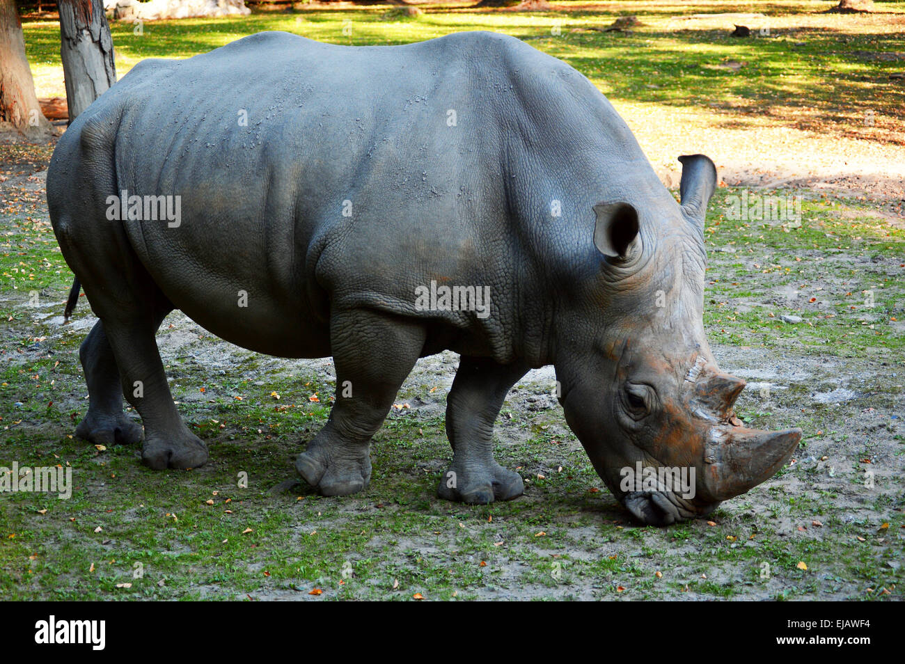 Rhinoceros in natural environment Stock Photo - Alamy