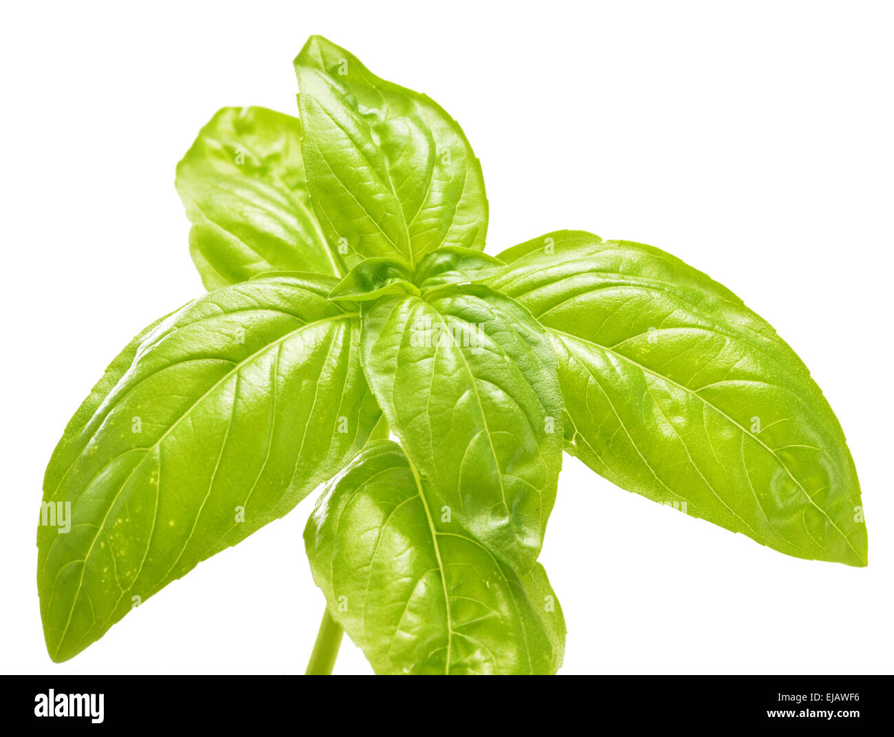 Fresh basil isolated on white background Stock Photo - Alamy