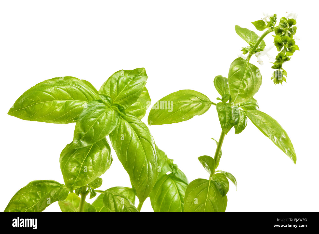 Fresh basil isolated on white background Stock Photo - Alamy