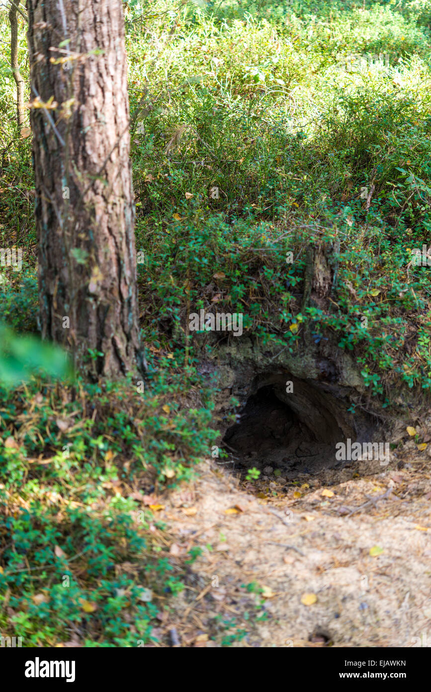 Vulpes vulpes den hole hi-res stock photography and images - Alamy