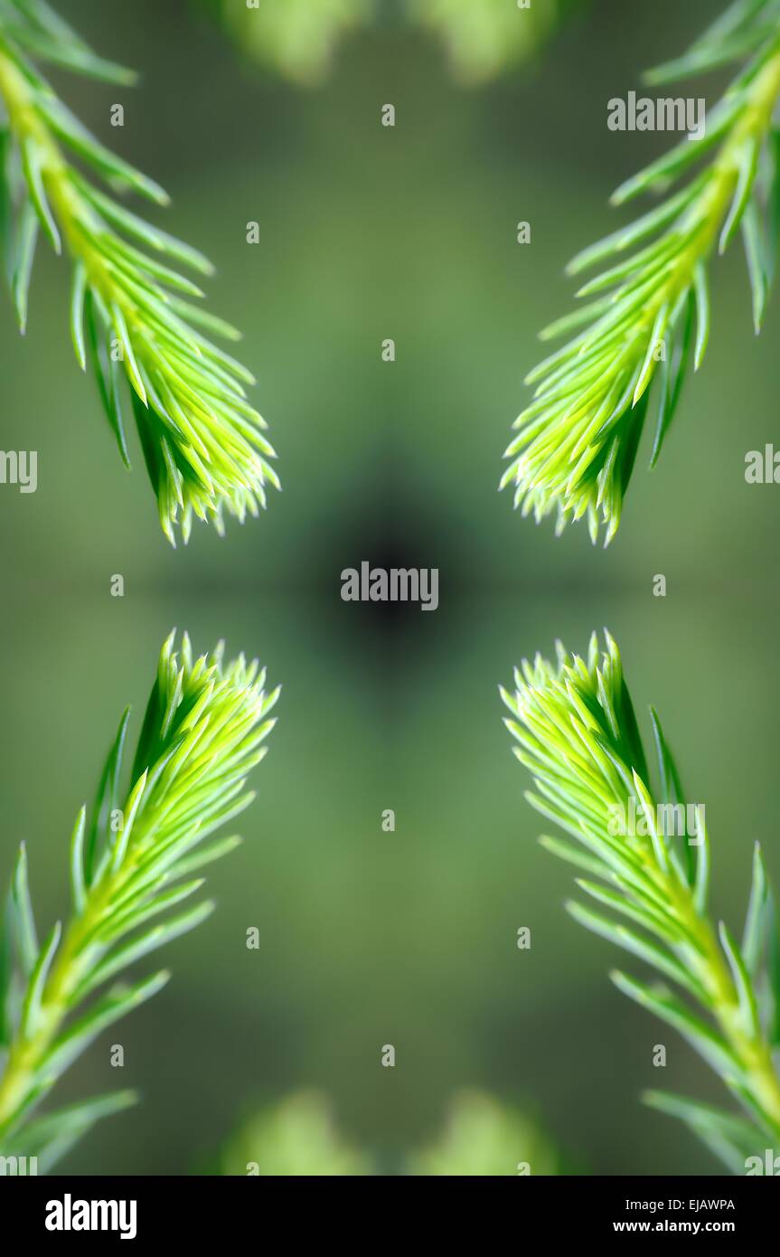 Stellate pattern hi-res stock photography and images - Alamy
