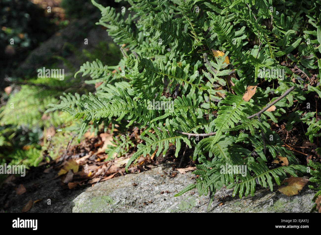 Common polypodies hi-res stock photography and images - Alamy