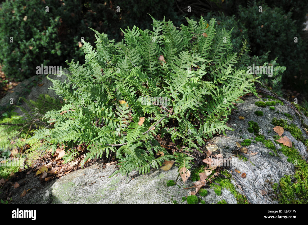 Common polypodies hi-res stock photography and images - Alamy