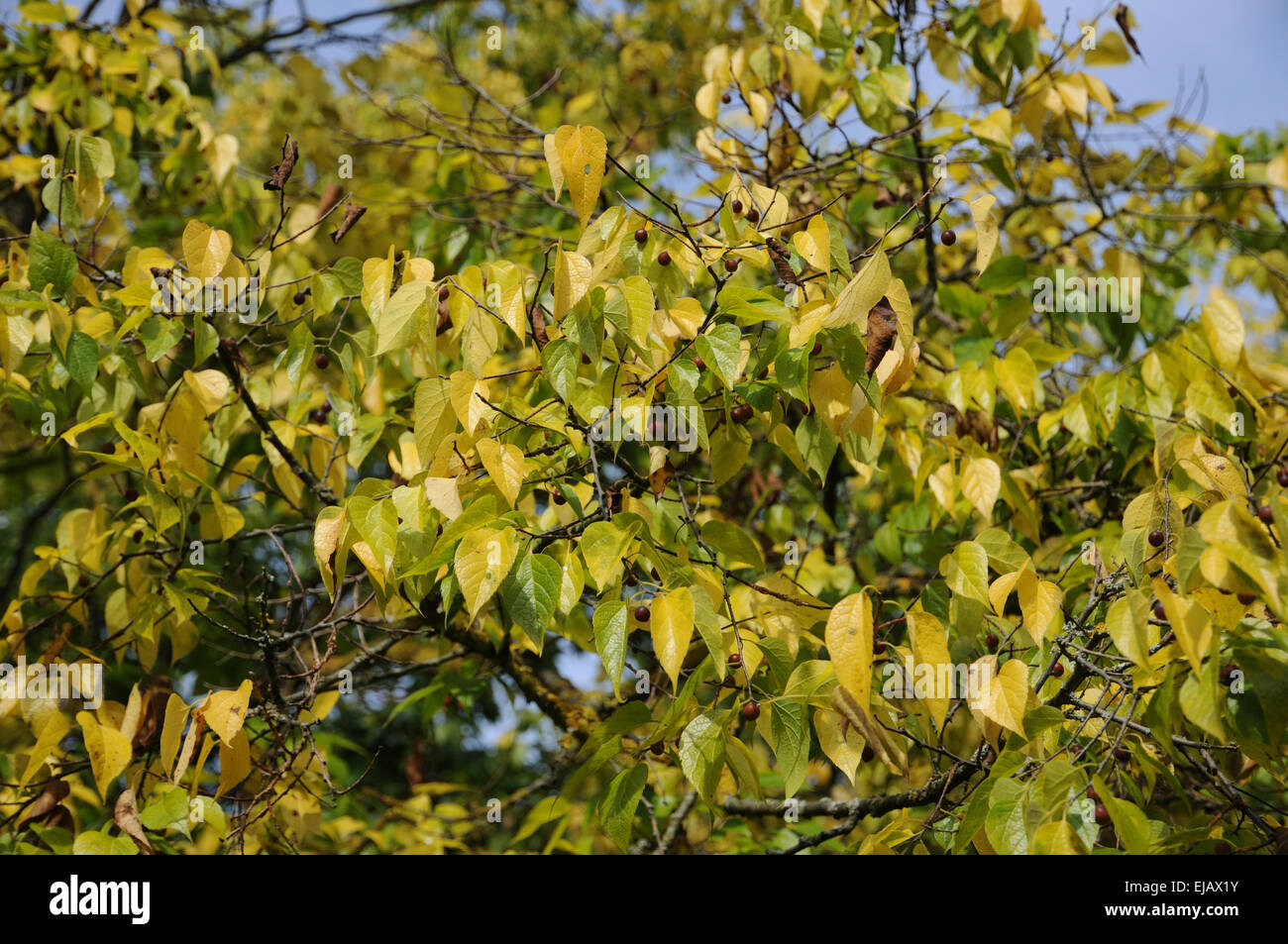 Hackberry tree flowers hi-res stock photography and images - Alamy