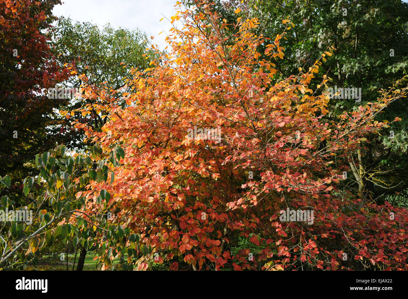 Hamamelis Vernalis High Resolution Stock Photography and Images - Alamy