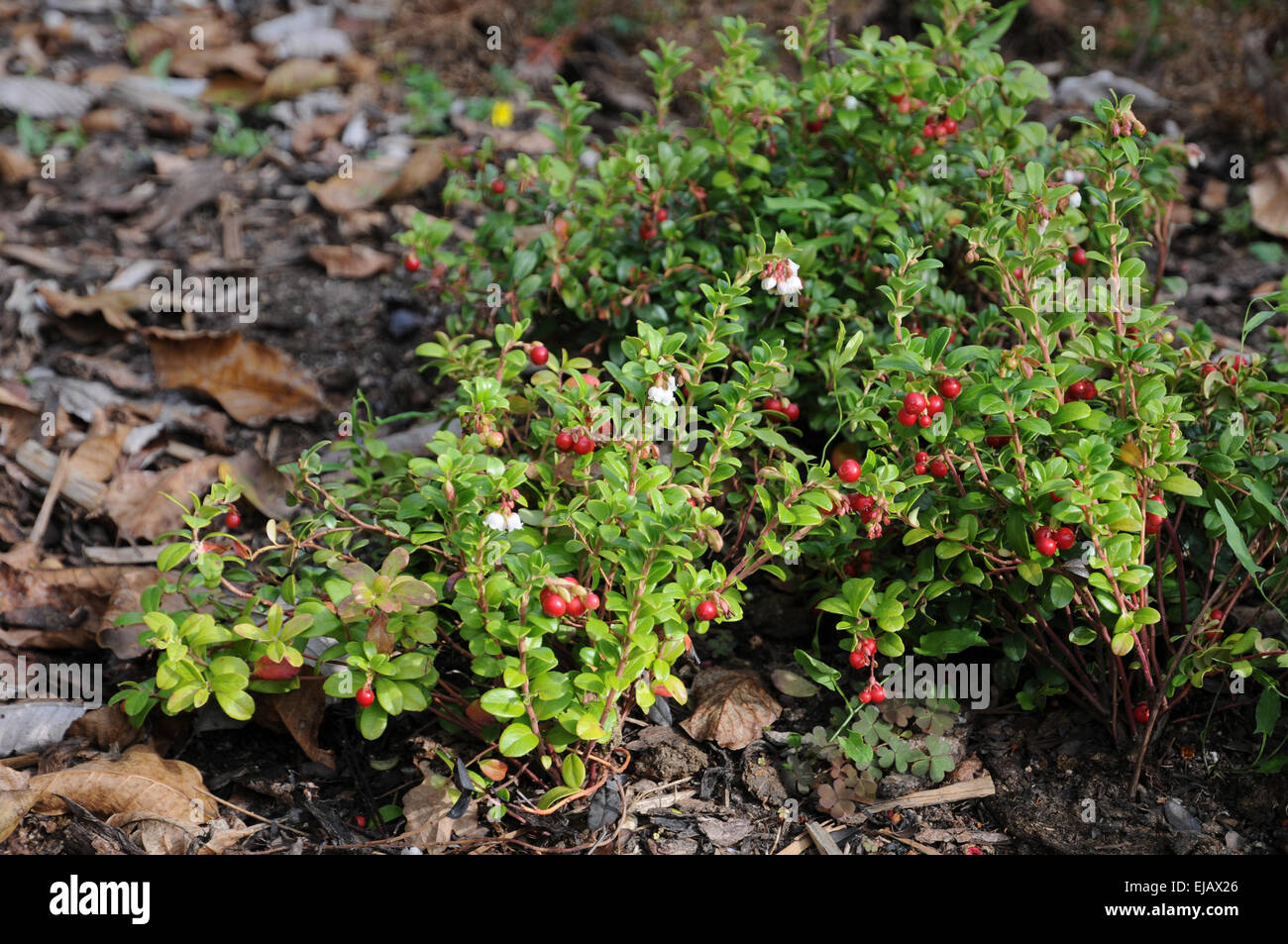 Lingonberry flower hi-res stock photography and images - Alamy