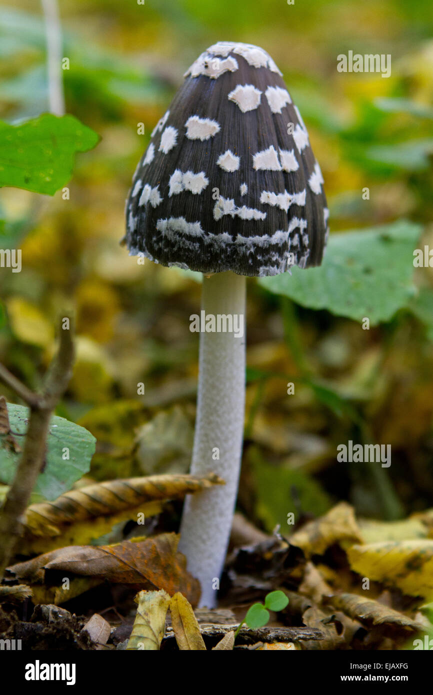 Mushroom a toadstool Stock Photo - Alamy