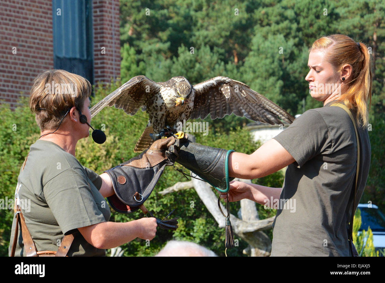 German falcon hi-res stock photography and images - Alamy