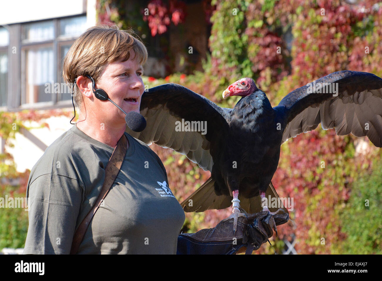 German falconer with Turkey Volture Stock Photo - Alamy