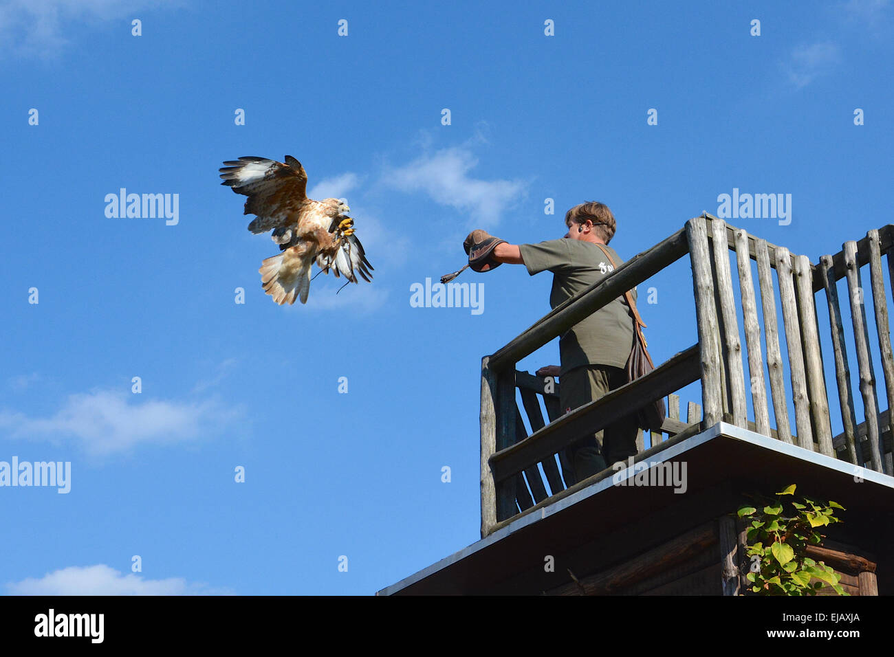 German falconer with buzzard eagle Stock Photo - Alamy