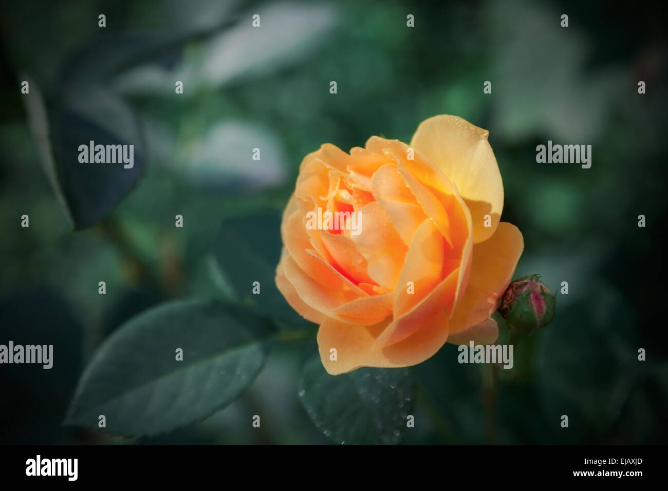 Outdoor rose hi-res stock photography and images - Alamy