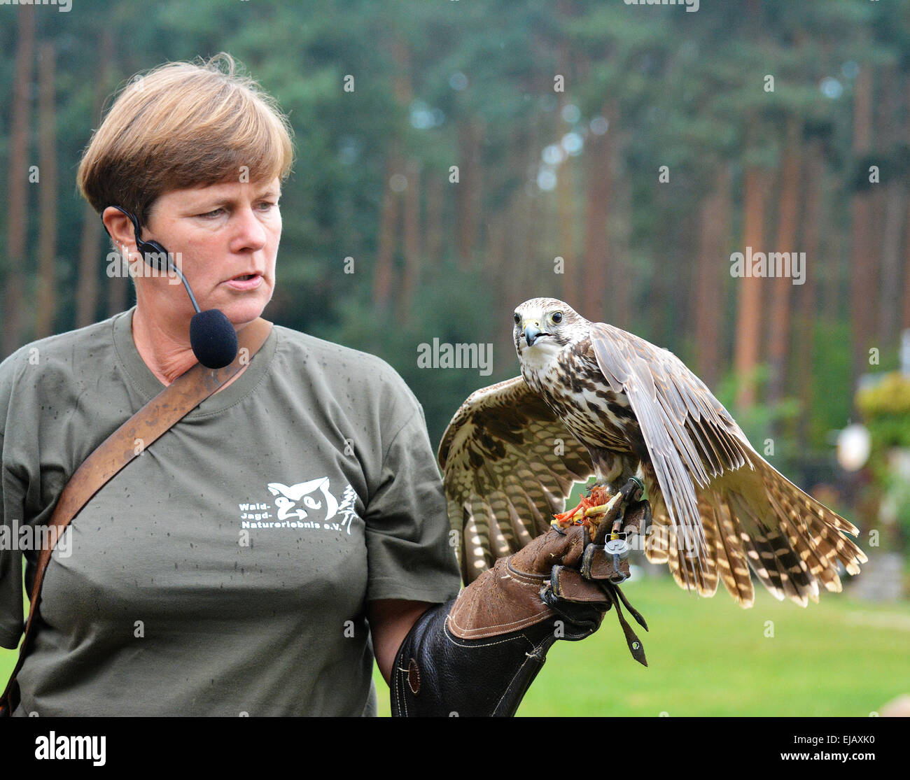 German falconer with Saker-Falcon Stock Photo - Alamy