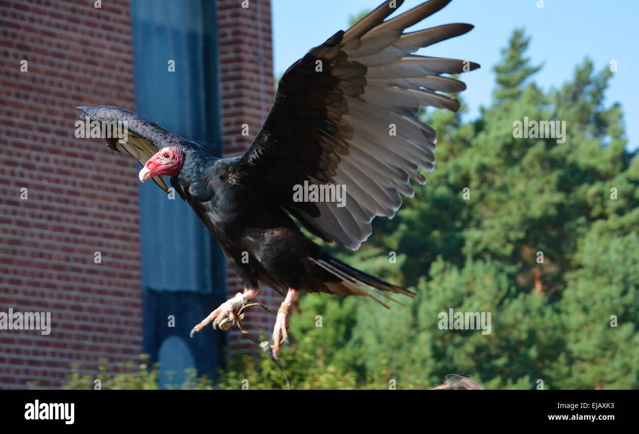 Volture High Resolution Stock Photography and Images - Alamy