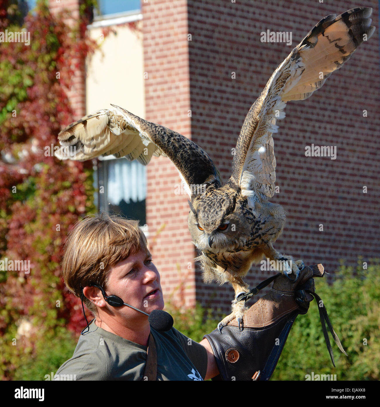 German owl hi-res stock photography and images - Alamy