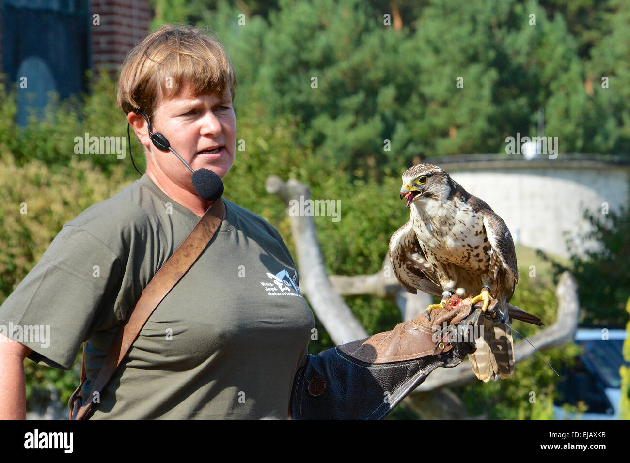 German falconer with Saker-Falcon Stock Photo - Alamy