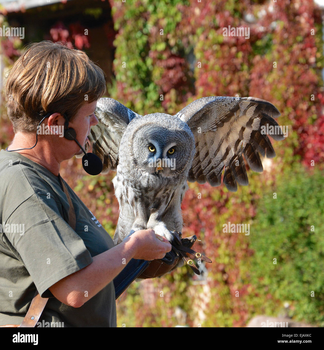 German falconer with Great gray owl Stock Photo - Alamy