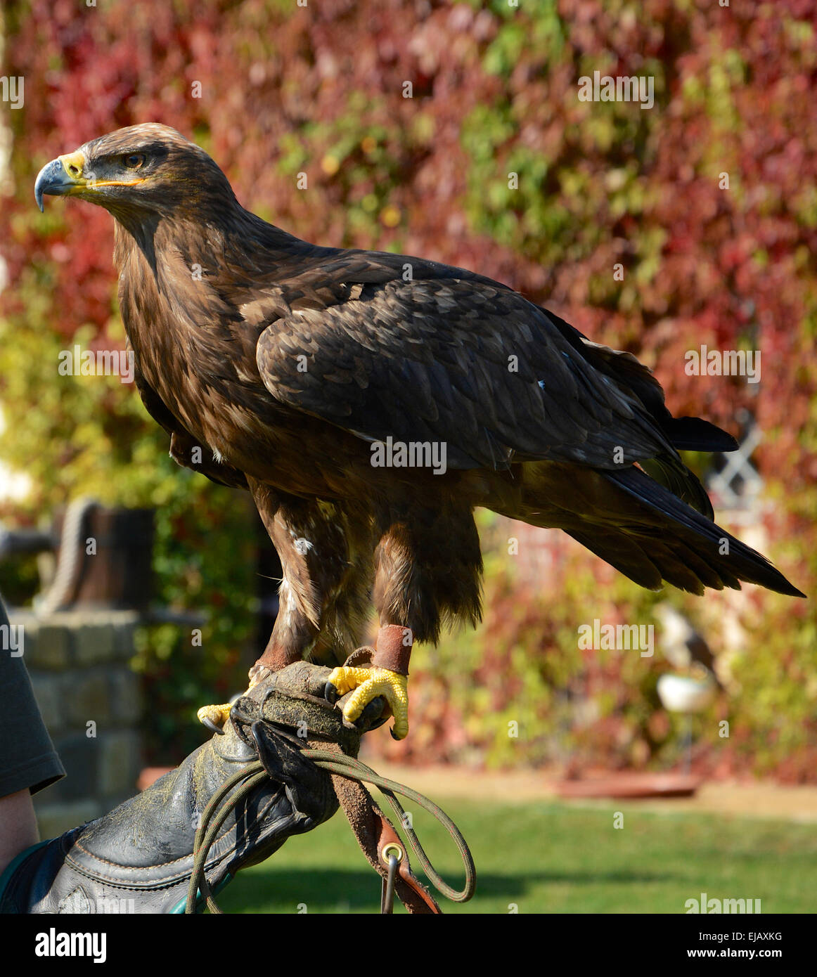 Steppe Eagle in german falconry Potsdam Stock Photo - Alamy