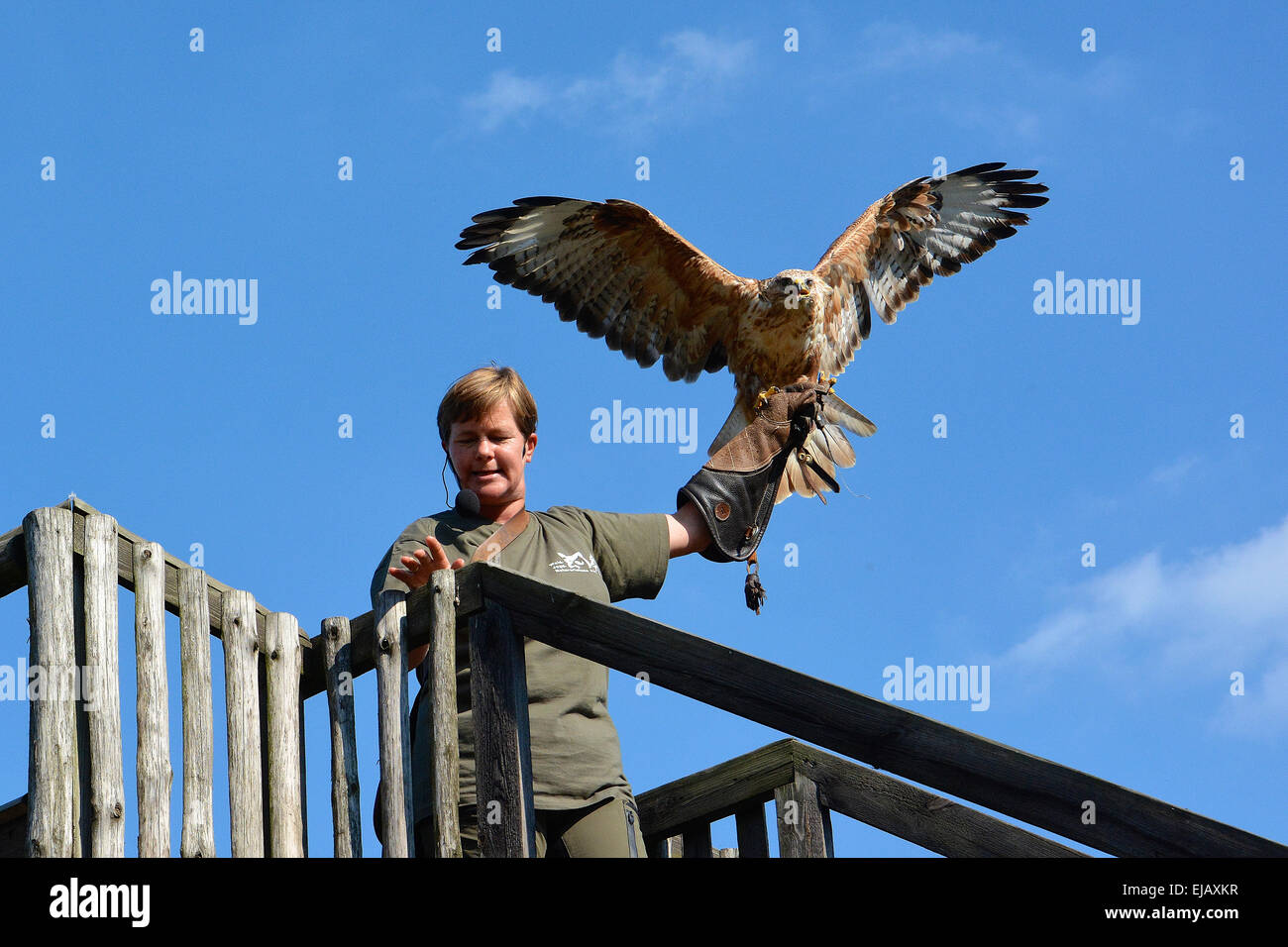 German falconer with buzzard eagle Stock Photo - Alamy